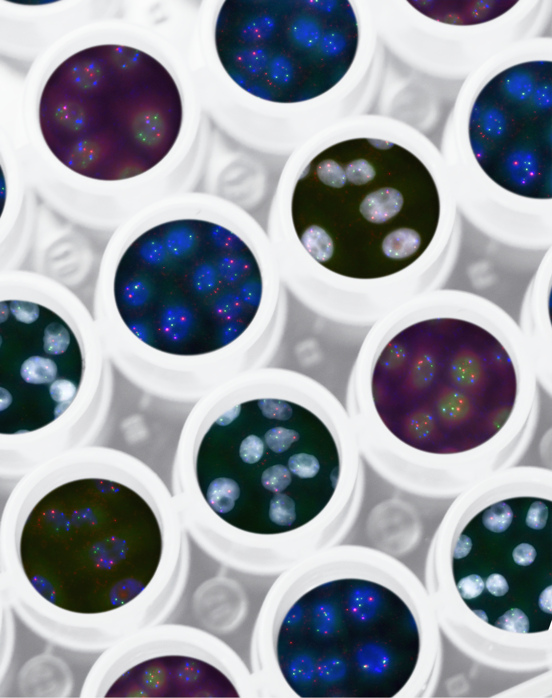 [Old Syllabus] IB Biology HL Explained - IBlieve